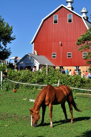Red Barn Pizza Farm in Minnesota - Dining with Alice