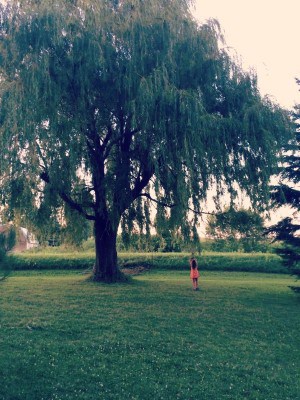 Red Barn Pizza Farm in Minnesota - Dining with Alice